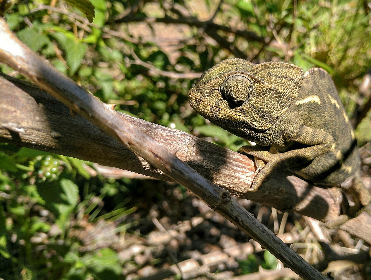 Europeo Chameleon Reptil - Foto gratis en Pixabay