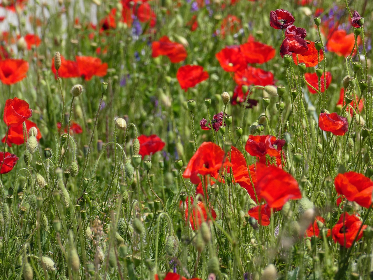 Poppy Bunga Alam Musim - Foto gratis di Pixabay - Pixabay