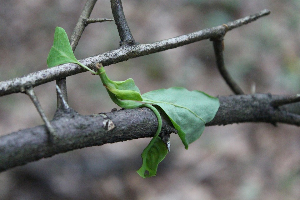 Branch Limb Tree - Free photo on Pixabay - Pixabay