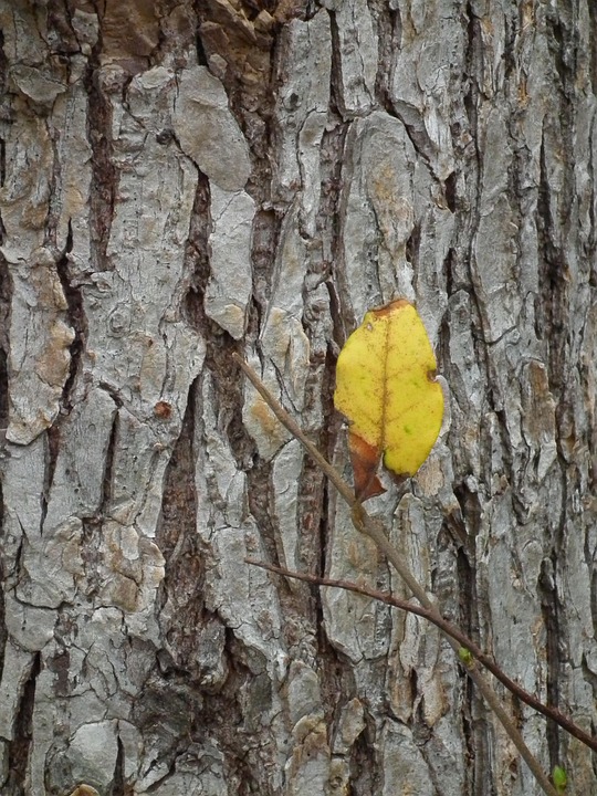 Baum Bellen Blatt - Kostenloses Foto auf Pixabay - Pixabay