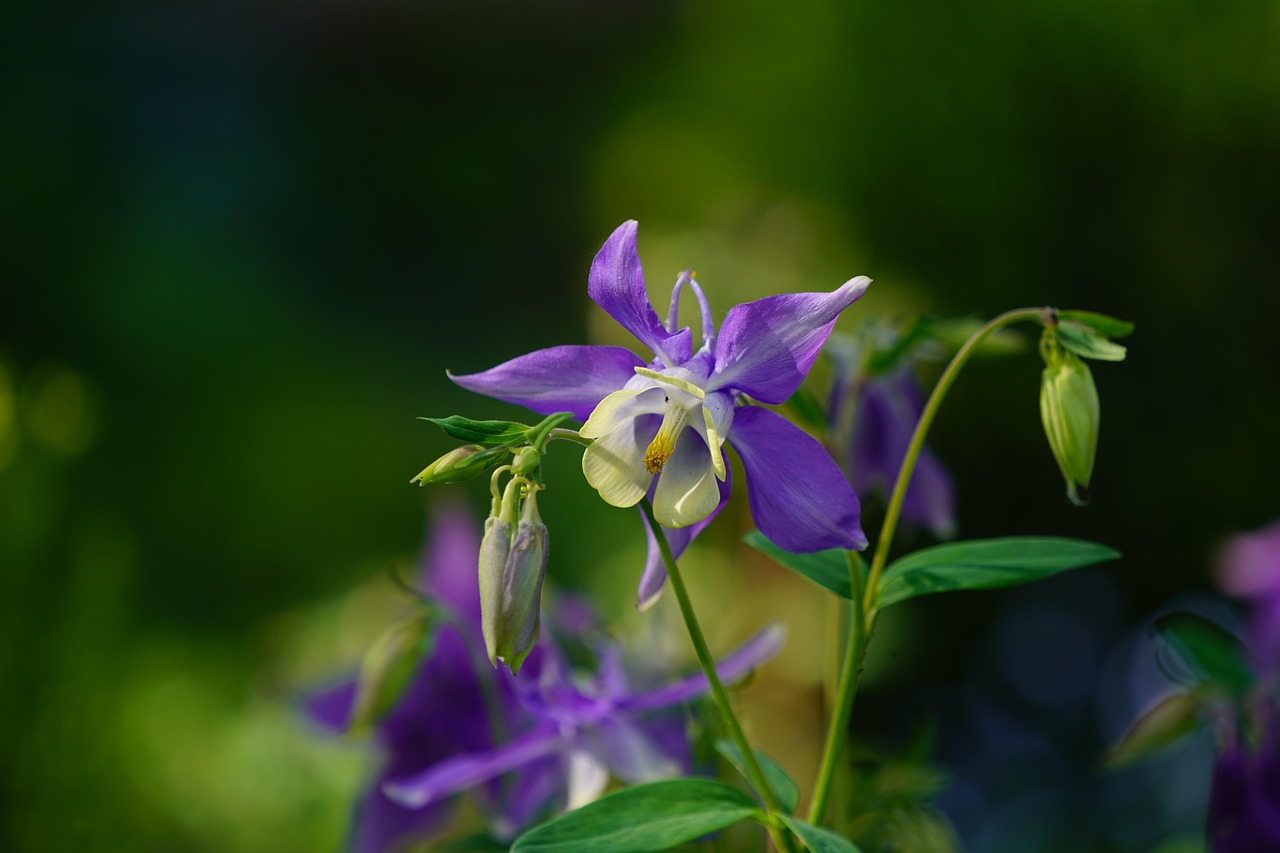 Columbia Flower Blossom - Free photo on Pixabay - Pixabay