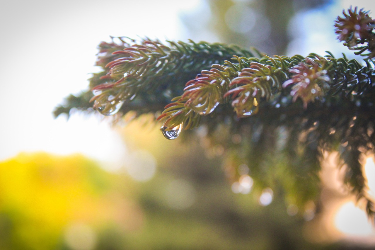 30,000+ Free On Leave & Nature Images - Pixabay