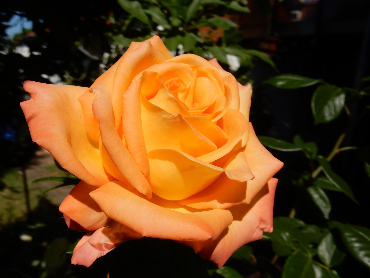 Rosa Naranja Flor - Foto gratis en Pixabay - Pixabay