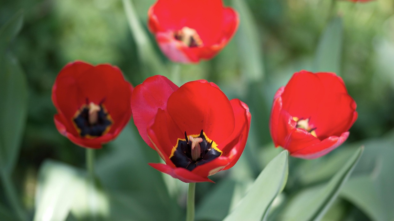 100,000+ Free Almost Spring & Almost Images - Pixabay