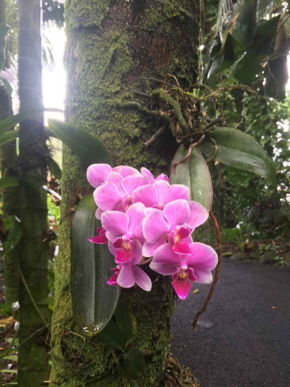 Orchidée Fleur - Photo gratuite sur Pixabay - Pixabay