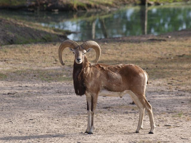 50+ Free Sheep Ranch & Ranch Photos - Pixabay