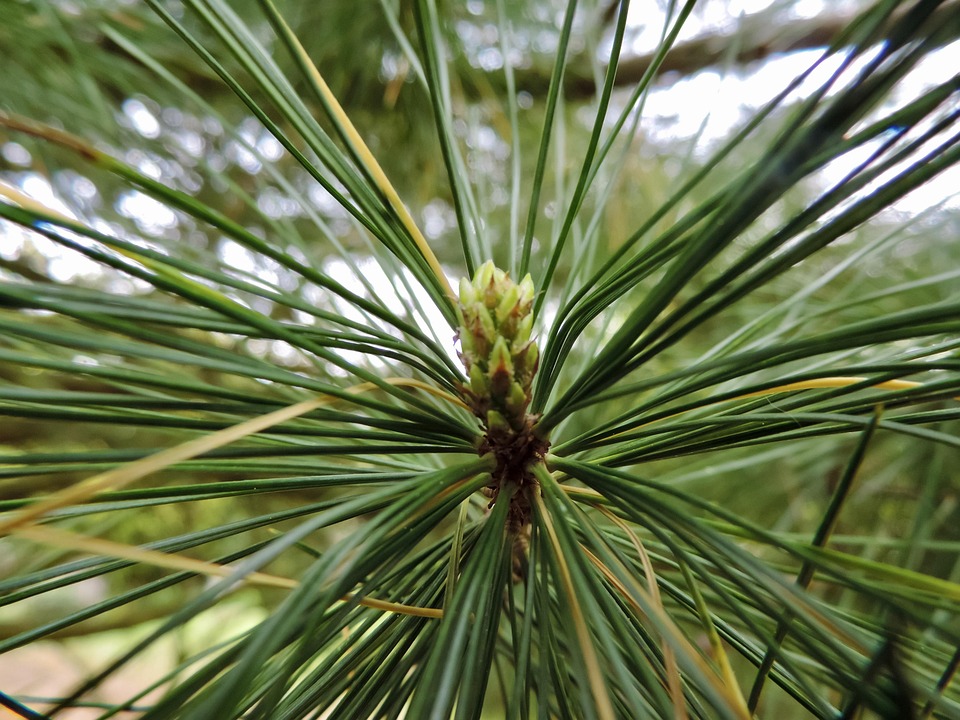 Jaw Pine Branch Conifer - Free photo on Pixabay - Pixabay