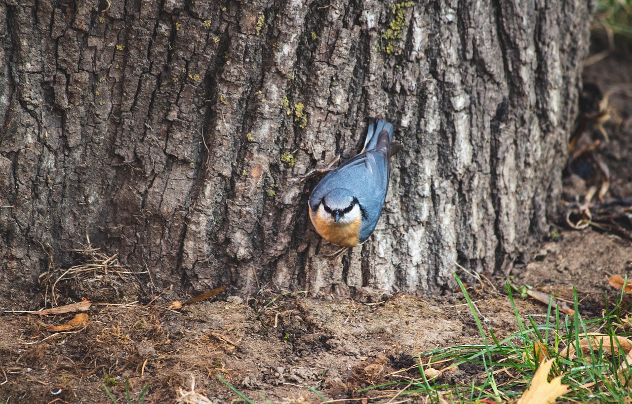 Tit Macro Bird - Free photo on Pixabay - Pixabay
