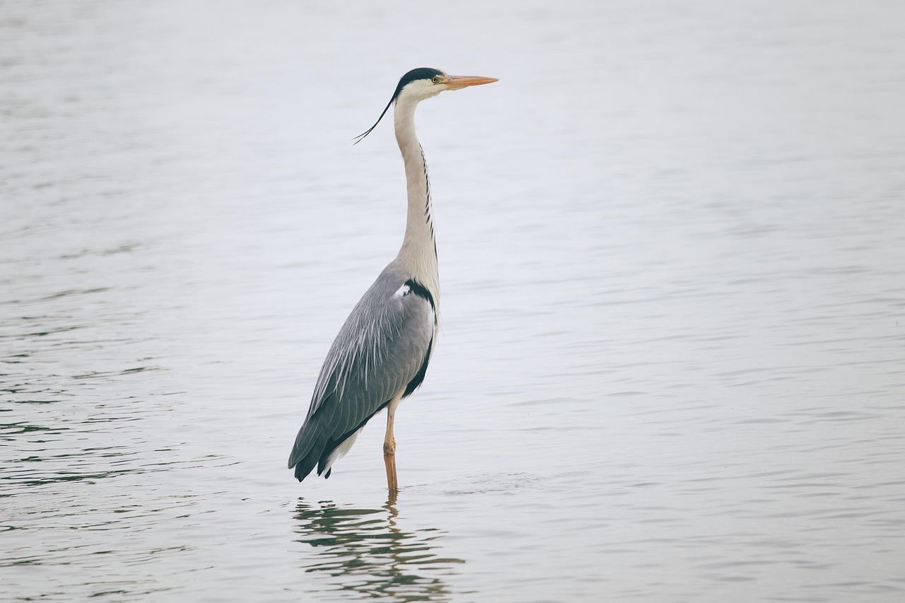 Heron Bird Animal - Free photo on Pixabay