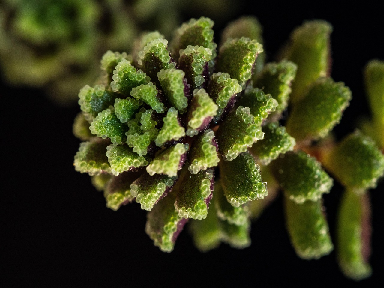 Leaves Small Macro - Free photo on Pixabay - Pixabay