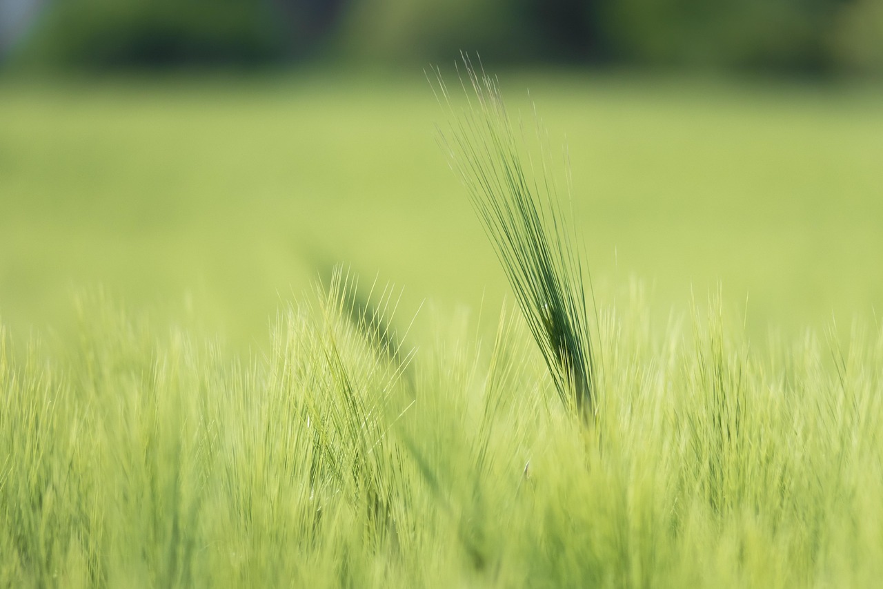 Barley Grain Ear - Free photo on Pixabay