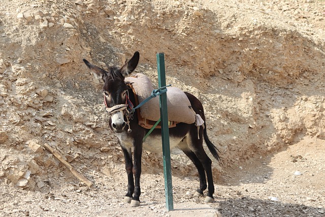 Israel Donkey Tourism - Free photo on Pixabay - Pixabay