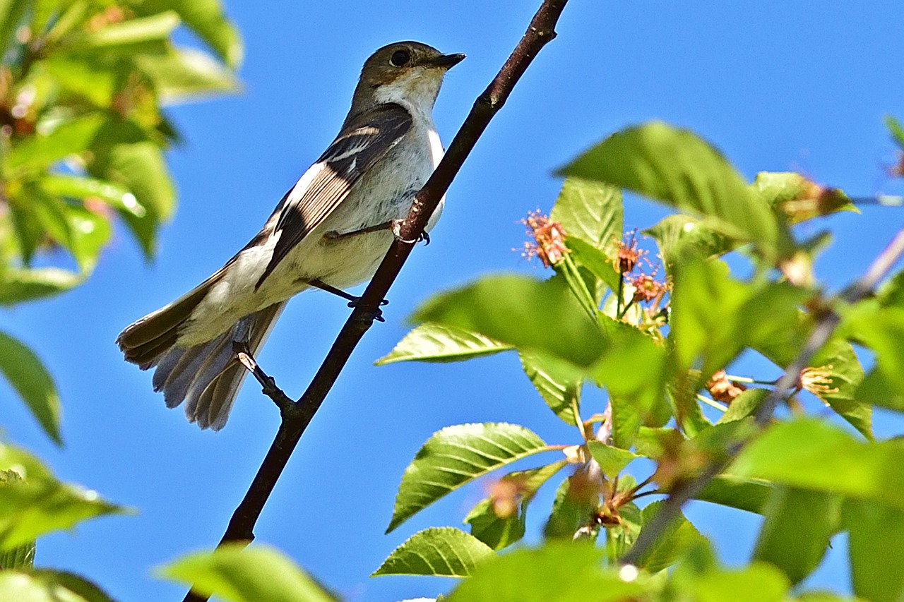 Pied Flycatcher Songbird Cute - Free photo on Pixabay - Pixabay