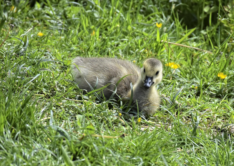 Goose Geese Chicks Canada - Free photo on Pixabay - Pixabay