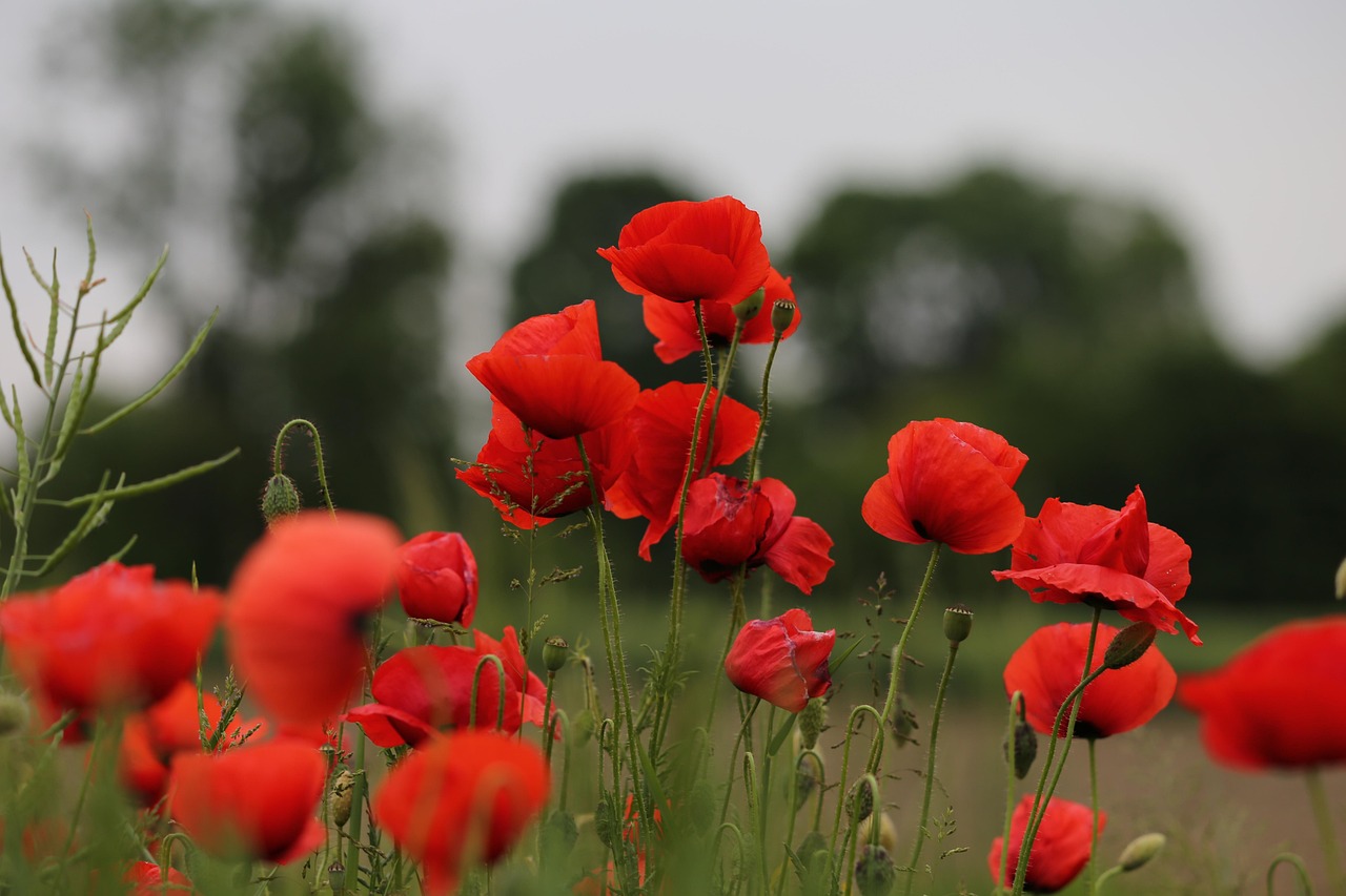 Bunga Poppy Merah Berbunga - Foto gratis di Pixabay - Pixabay