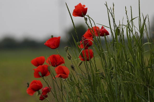 Bunga Poppy Merah Berbunga - Foto gratis di Pixabay - Pixabay