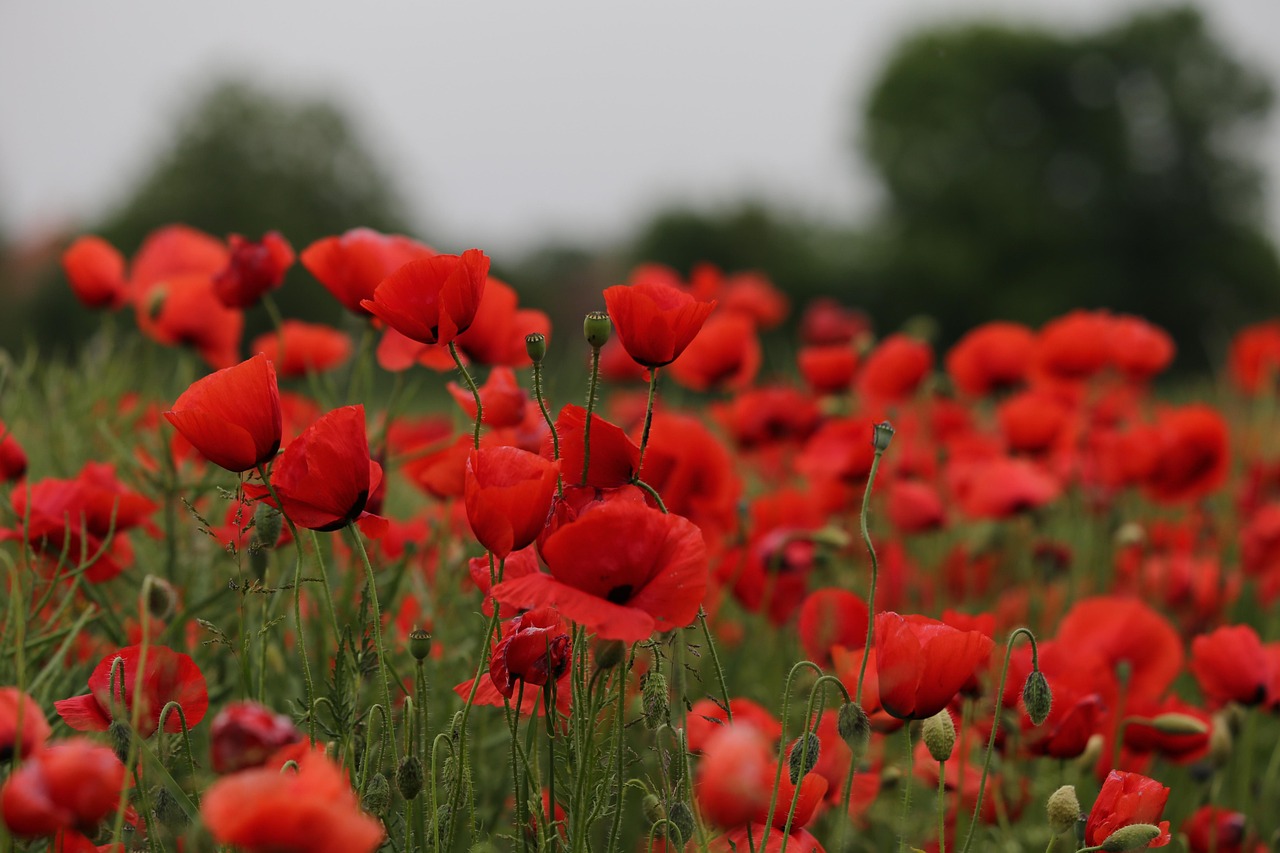 Red Poppies Flower Blooming - Free photo on Pixabay - Pixabay