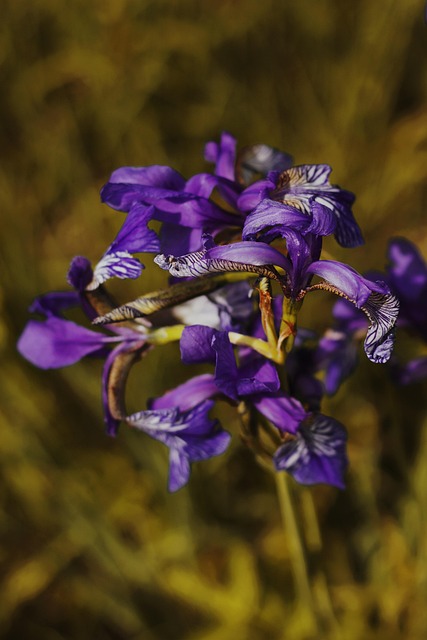 Flor Campo Prado - Foto gratuita no Pixabay - Pixabay