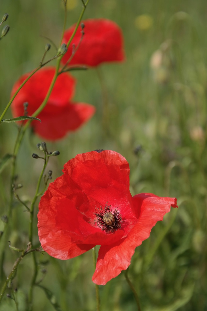 Prado Flor Papoula - Foto gratuita no Pixabay - Pixabay