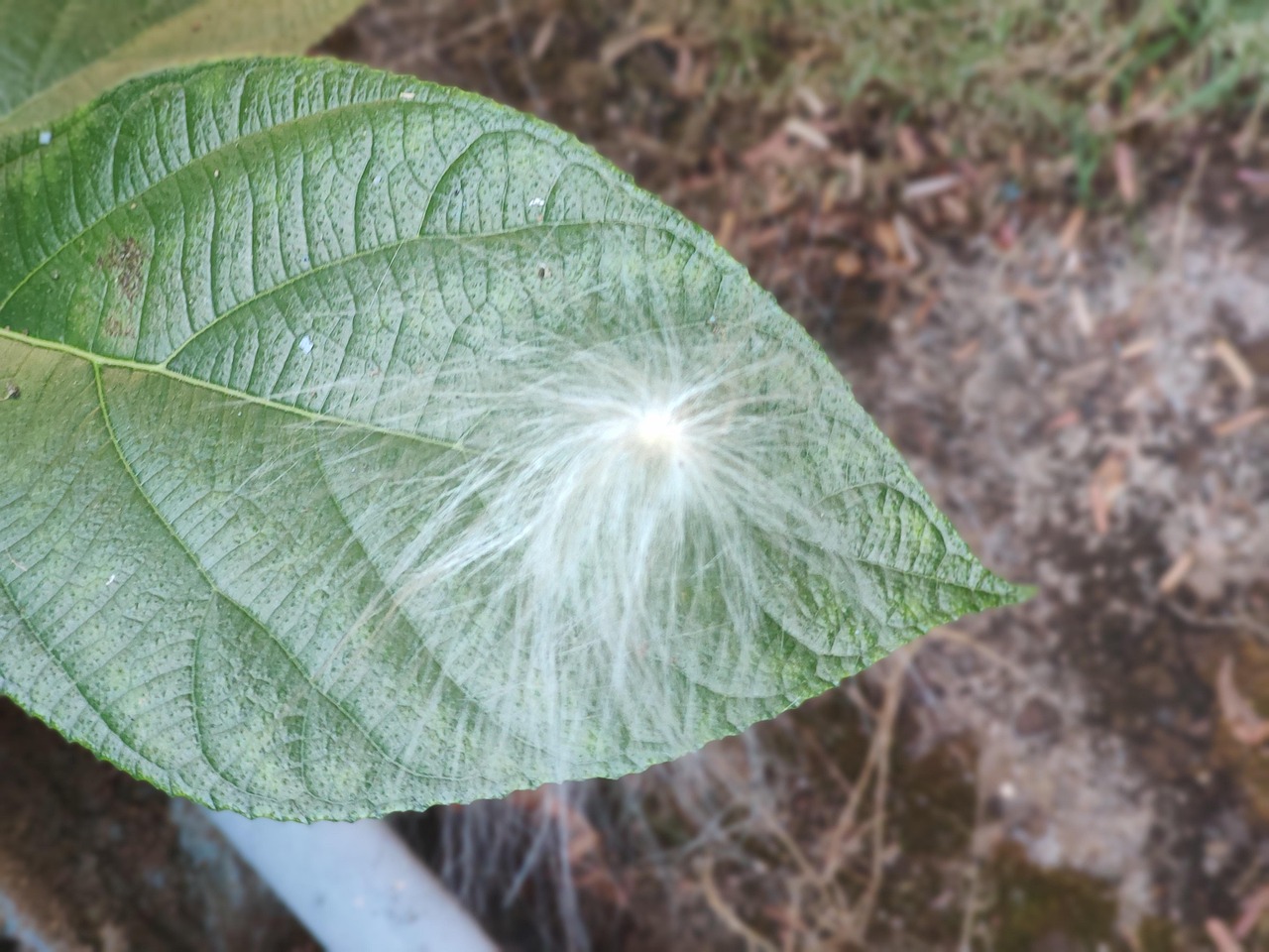 Milkweed Bunga Mahkota Genus - Foto gratis di Pixabay - Pixabay