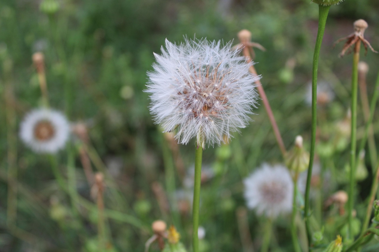 港口的Santa Maria 植物 楼层 - Pixabay上的免费照片 - Pixabay