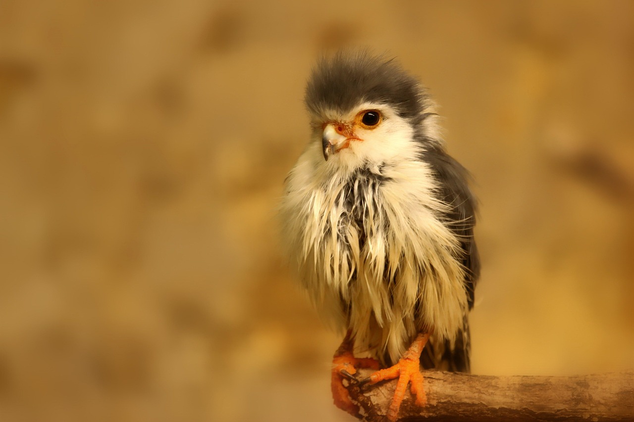 Dwarf Falcon Collar Bird - Free photo on Pixabay - Pixabay