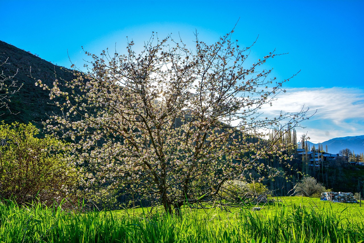 Apple Blossom Spring Branch - Free photo on Pixabay - Pixabay