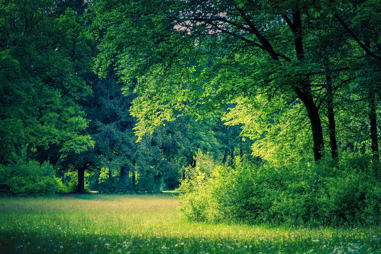 80+ kostenlose Waldlichtung und Natur-Bilder - Pixabay
