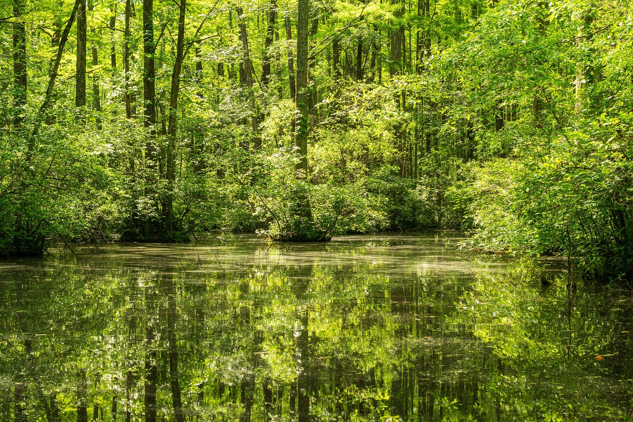 200,000+ Free Cypress Trees & Cypress Images - Pixabay