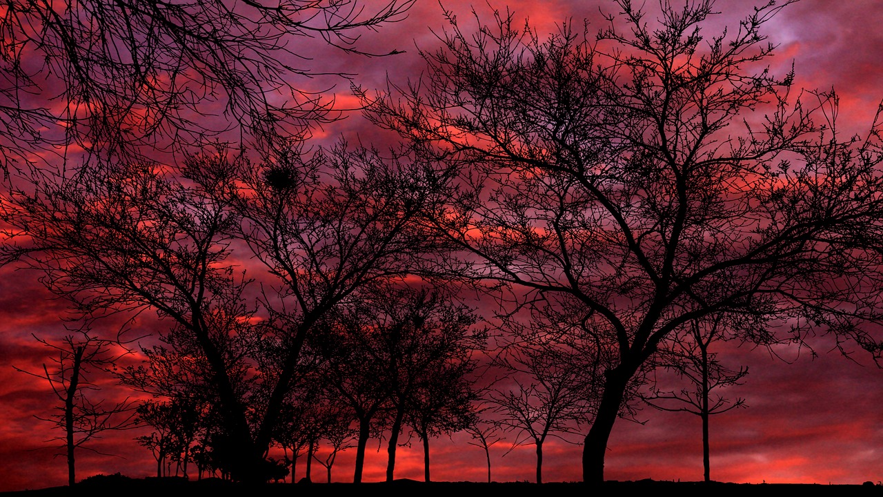 Panorama Natureza Floresta - Foto gratuita no Pixabay - Pixabay