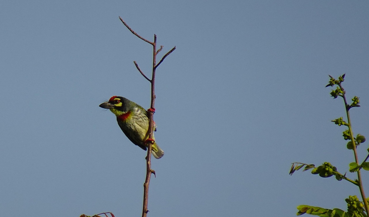 Pássaro Barbet Latoeiro - Foto gratuita no Pixabay - Pixabay