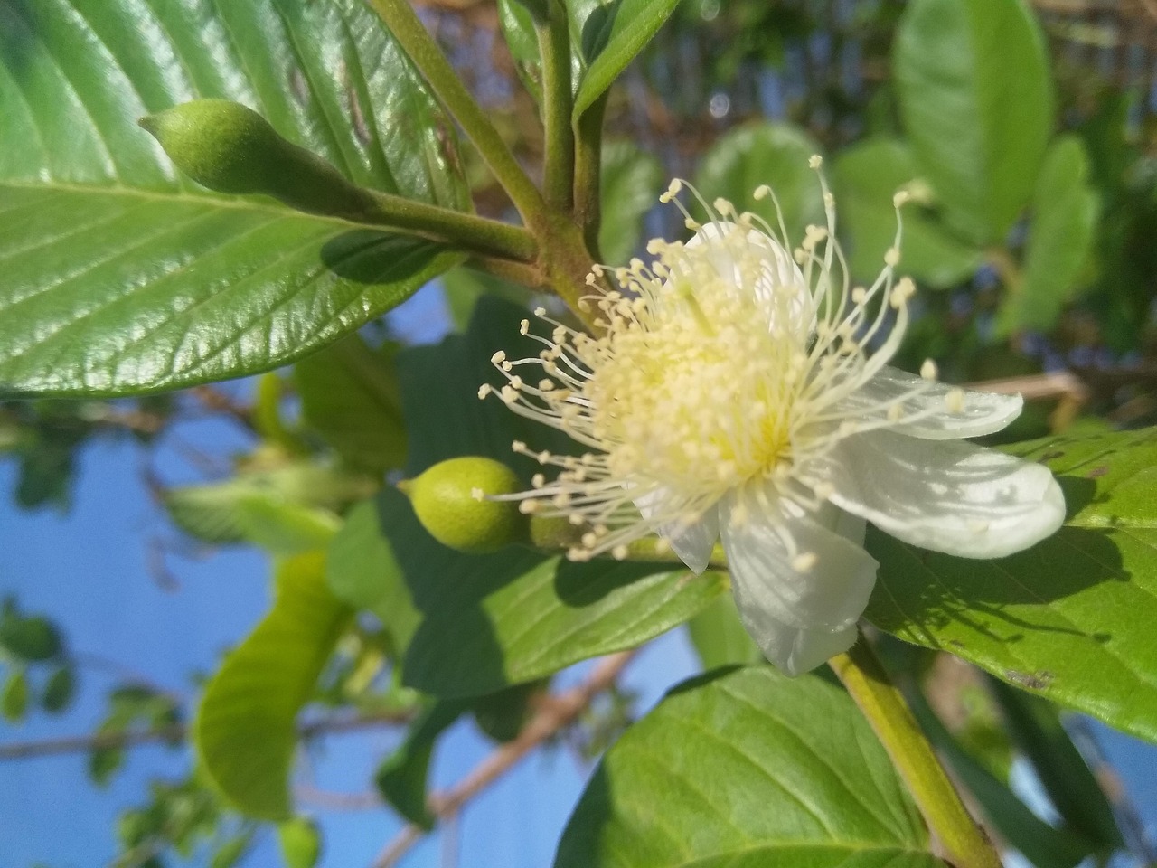 Nature Guava Green - Free photo on Pixabay - Pixabay