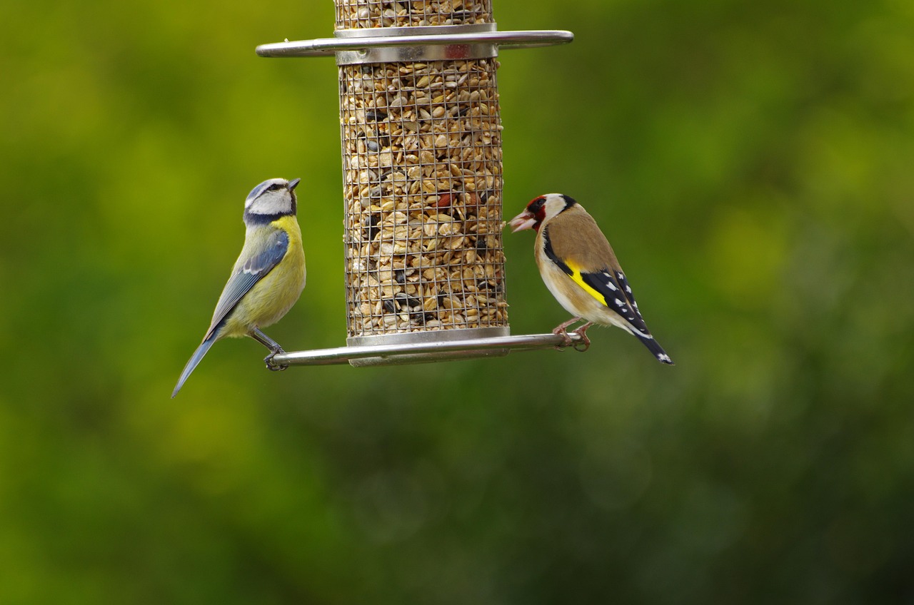 Blue Tit Stieglitz Goldfinch - Free photo on Pixabay