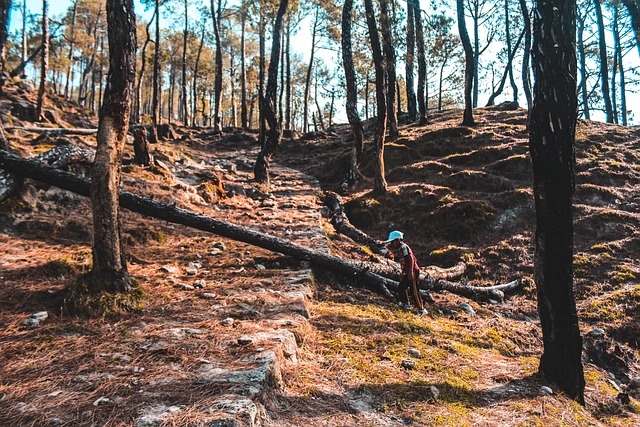 Bosque Naturaleza Paisaje - Foto gratis en Pixabay