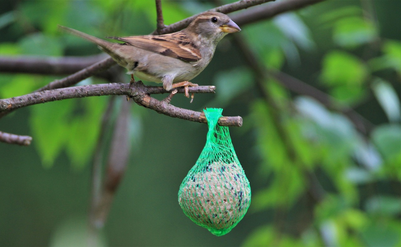 Sparrow Bird Songbird - Free photo on Pixabay