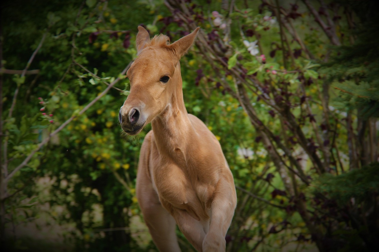 Plus de 300 photos gratuites de Licorne et de Cheval - Pixabay