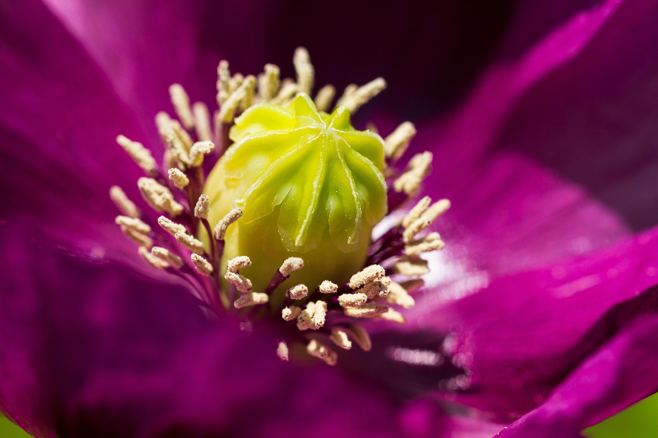 5,000+ Free Corn & Poppy Photos - Pixabay