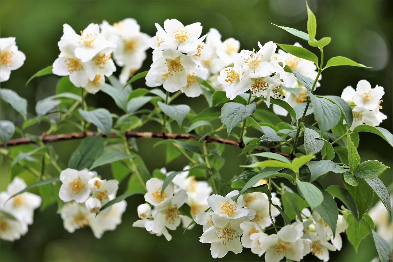 Más de 600 imágenes gratis de Jazmín Flor y Naturaleza - Pixabay
