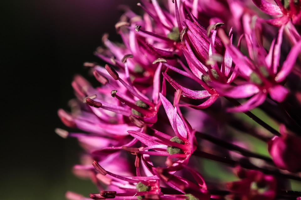 Allium Giganteum Flor Rosado - Foto gratis en Pixabay - Pixabay