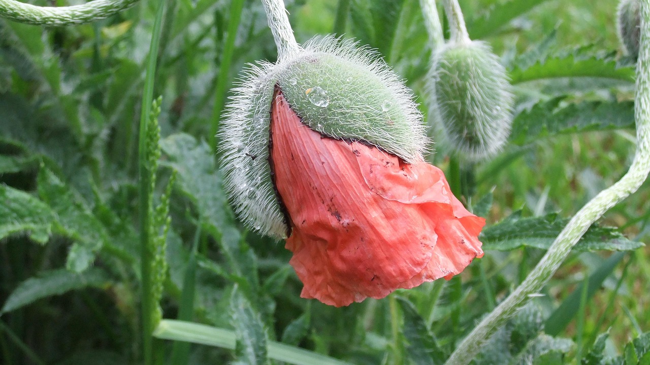 Poppy Flower - Free photo on Pixabay - Pixabay
