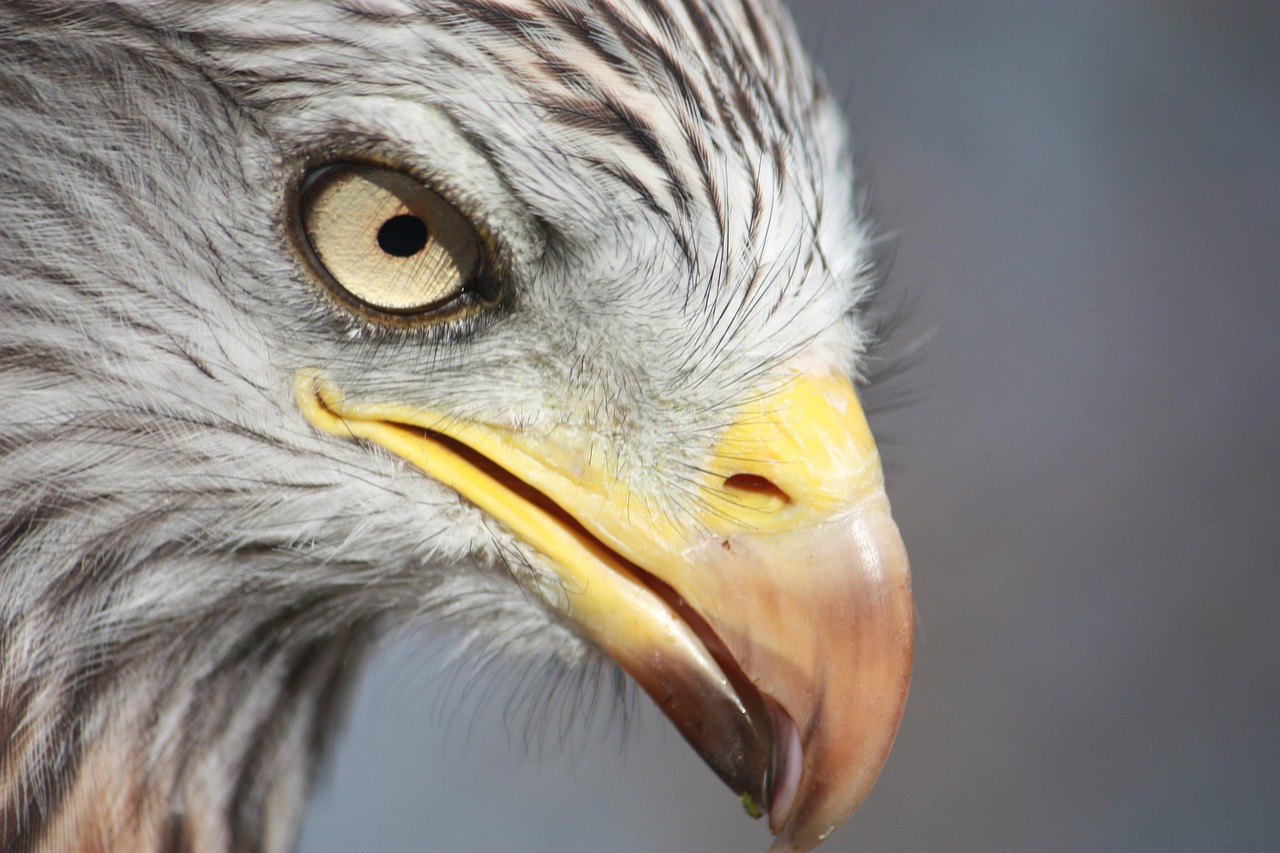 Milan Royal Auvergne Bird - Free photo on Pixabay