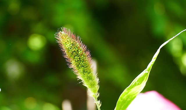 Flower Flowers Aar - Free photo on Pixabay - Pixabay