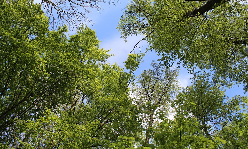 Nature Plants Tree - Free photo on Pixabay