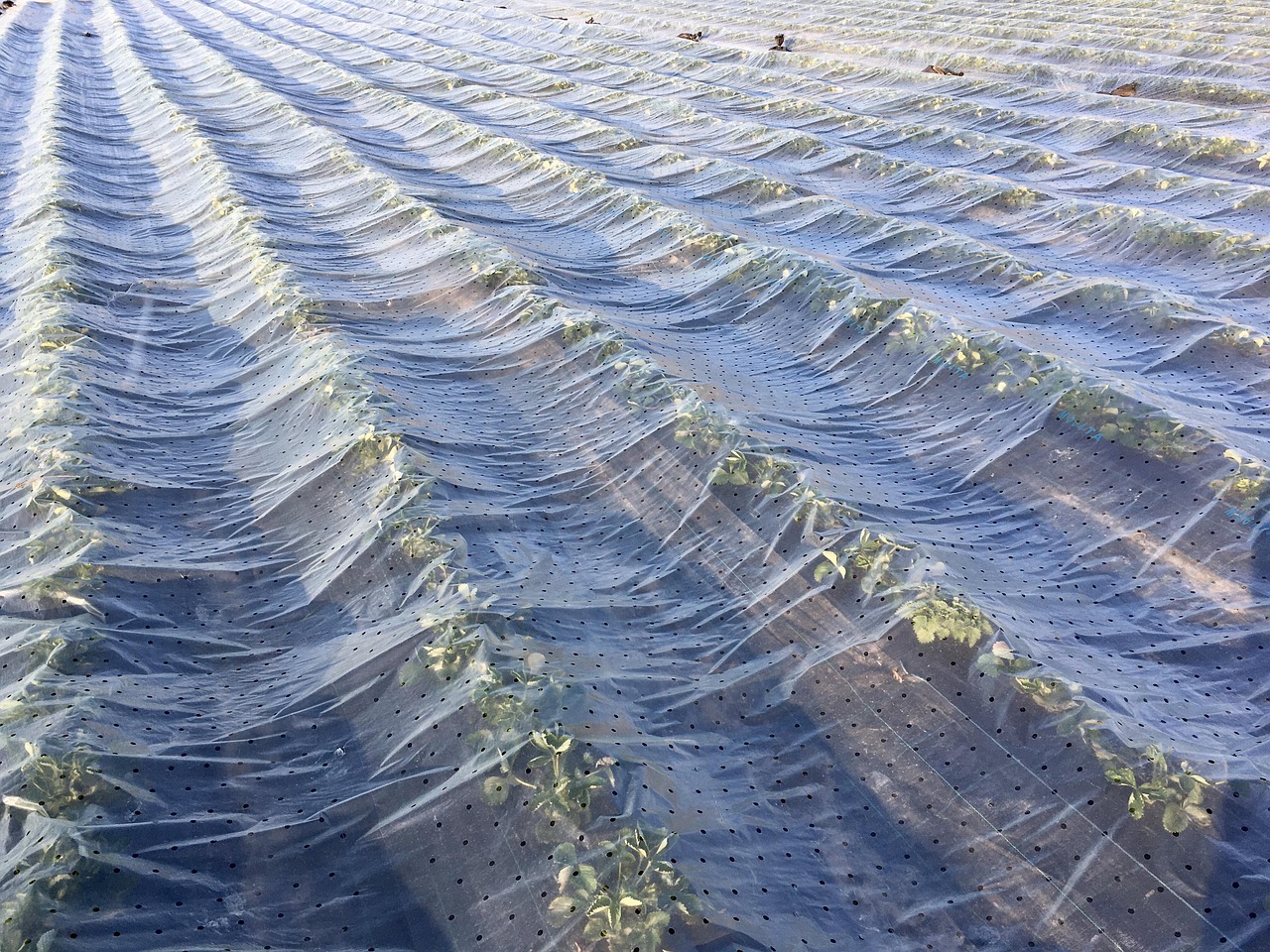 Field Wave Nature - Free photo on Pixabay - Pixabay