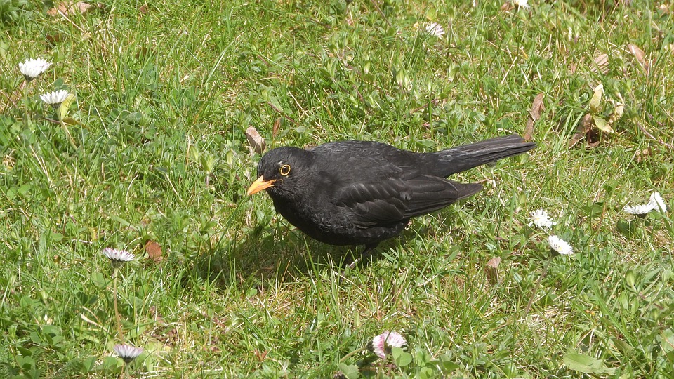 Kos Black Turdus Merula Bird - Free photo on Pixabay - Pixabay