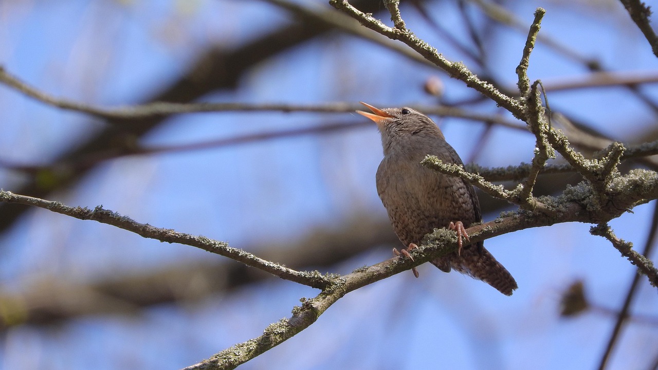 200,000+ Free Bird Sitting On A Branch & Bird Images - Pixabay
