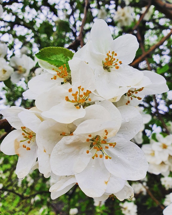 Color White Apple - Free photo on Pixabay - Pixabay