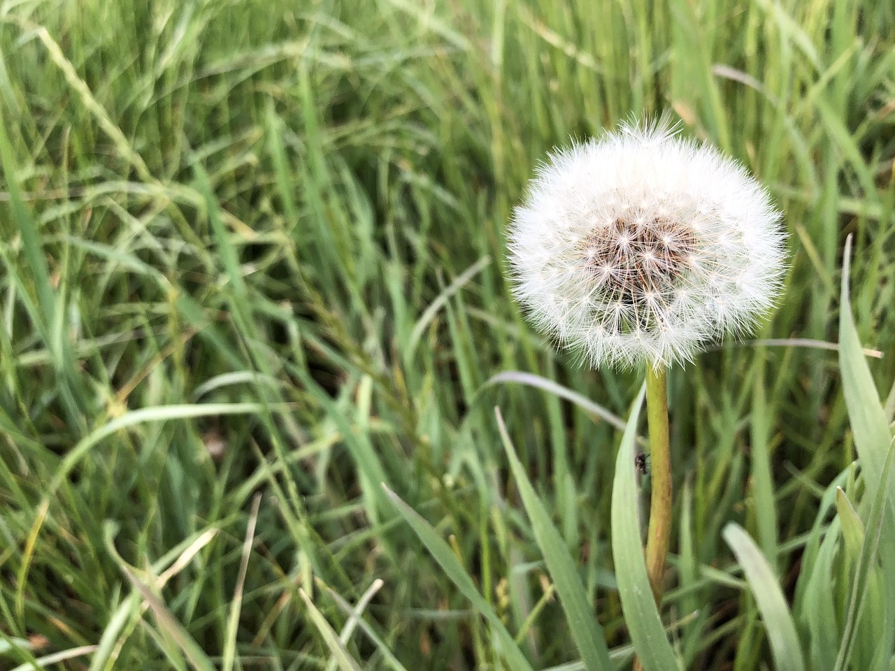 Rumput Padang Bunga Tanaman - Foto gratis di Pixabay - Pixabay