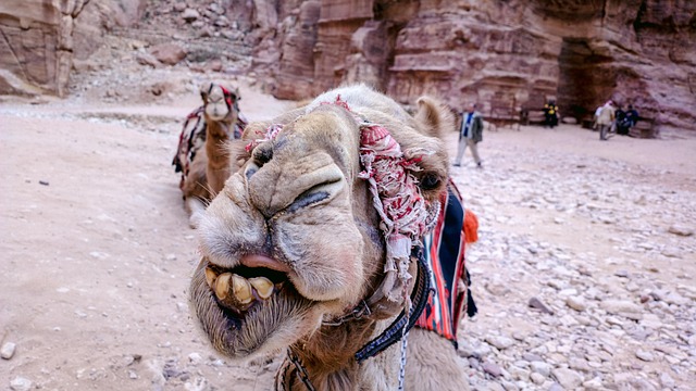 Camelo Deserto Petra - Foto gratuita no Pixabay - Pixabay