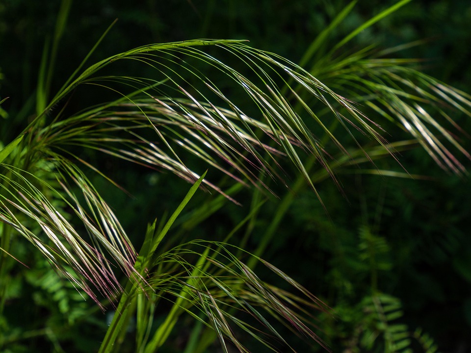 Grass Arc Fine - Free photo on Pixabay